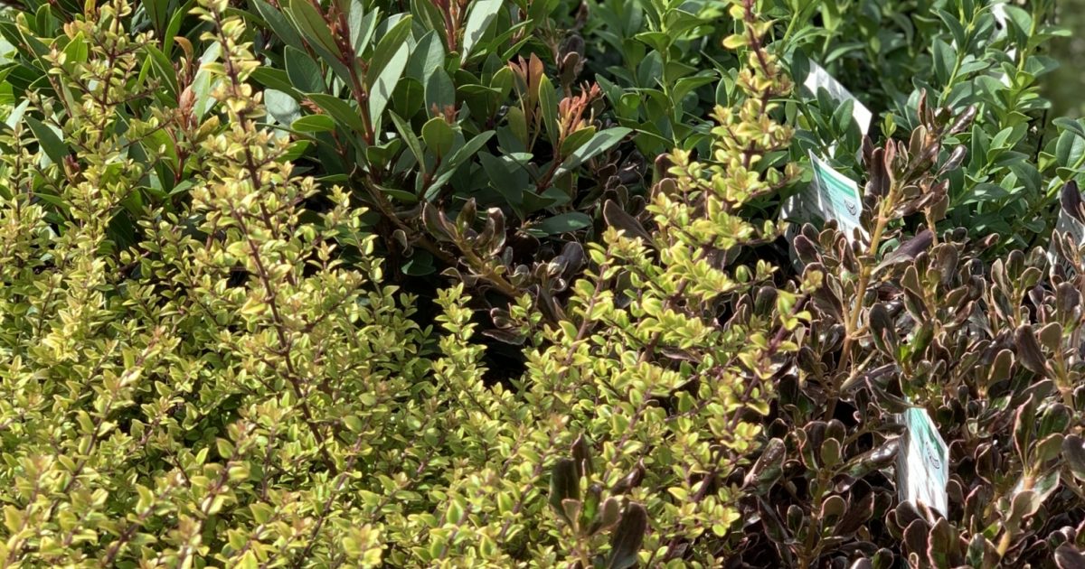 Tas Mulch | What hedge and where.